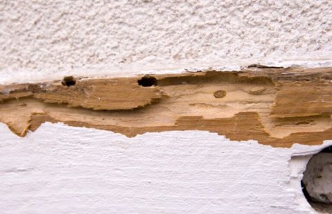 Termitas en Casa: Cómo Identificar, Prevenir y Actuar | HAYEK