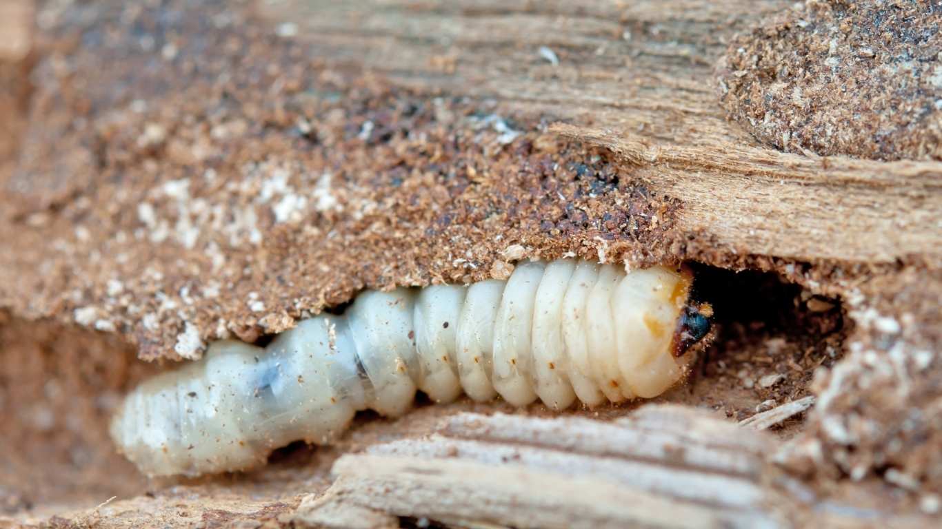 Control de Plagas de Carcoma en la Madera: detectar y eliminar