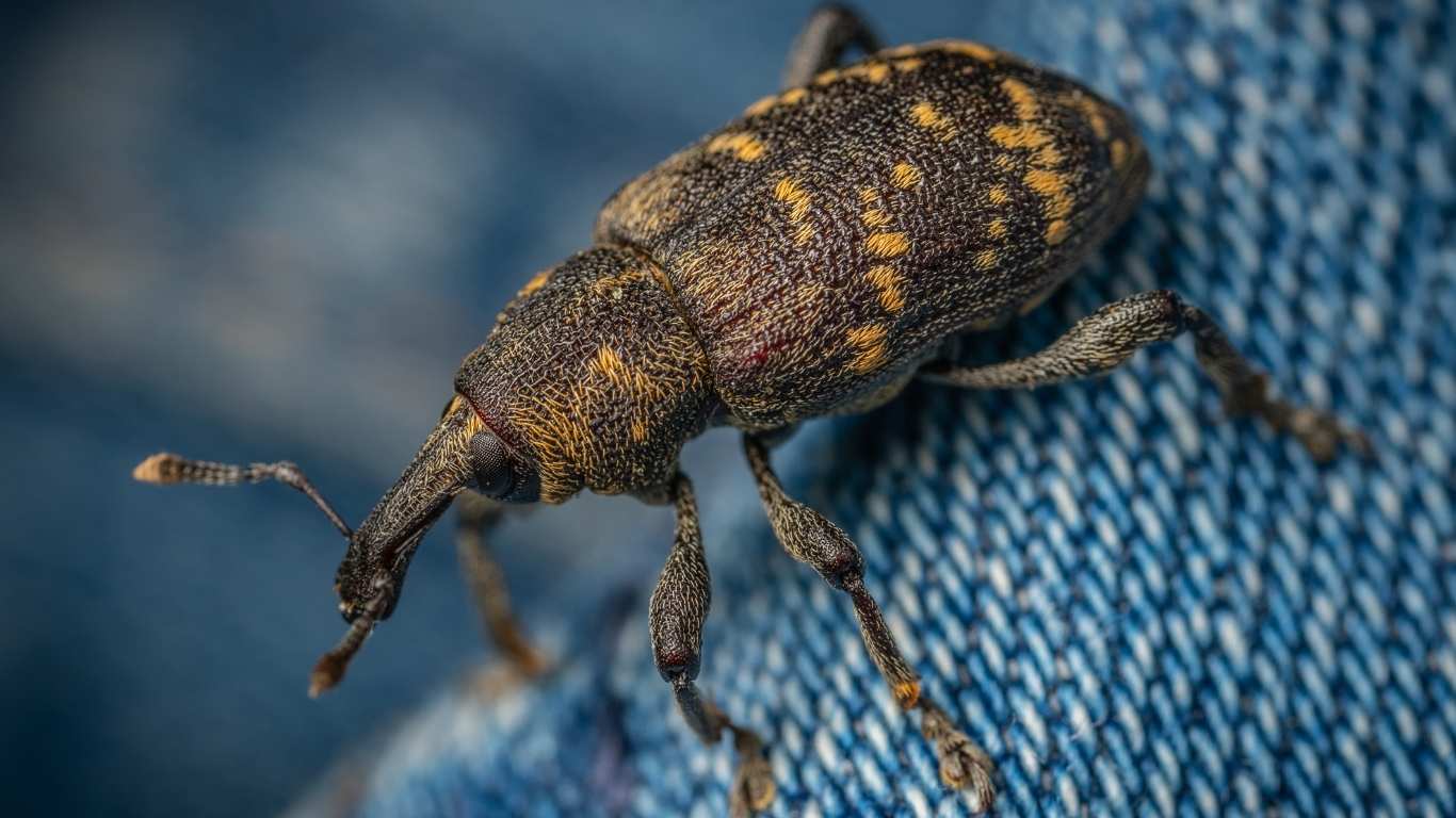 Gorgojos de la madera: En qué se diferencian de la carcoma