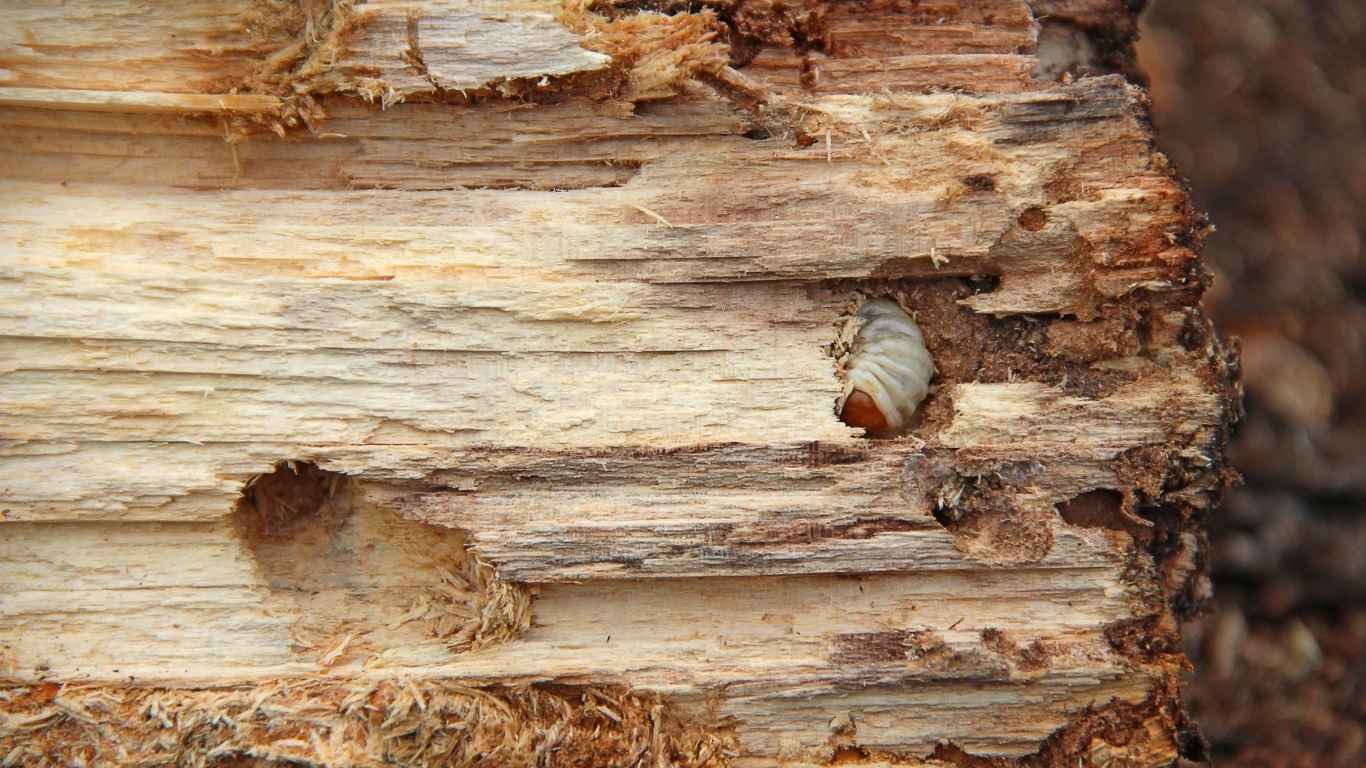 Insectos que comen madera: identificación y soluciones en Tenerife
