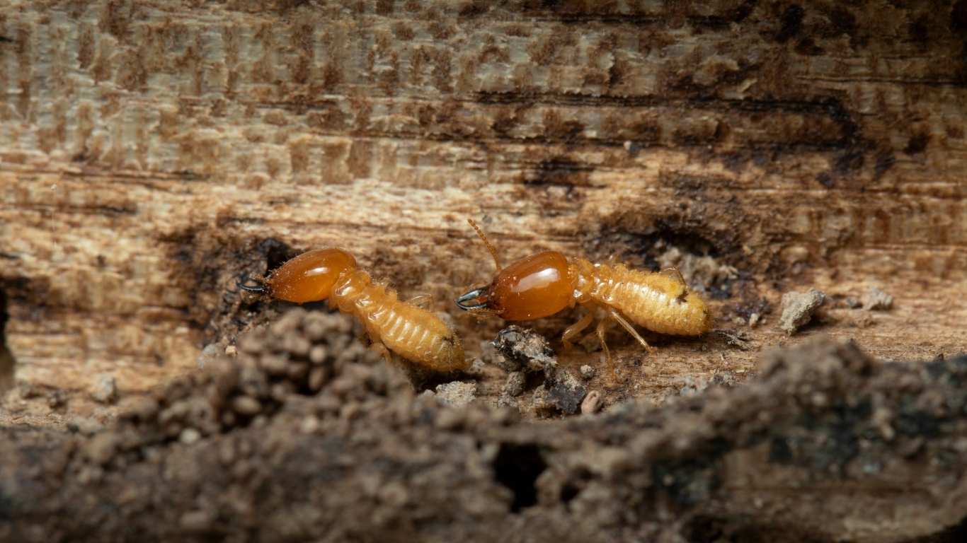 Insectos que comen madera: identificación y soluciones en Tenerife